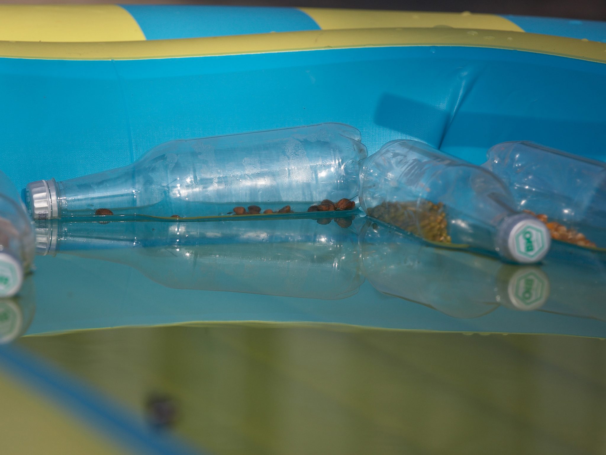 WELCOME :: SEEDS – DIRK ROTHE MULTIDISCIPLINARY ART